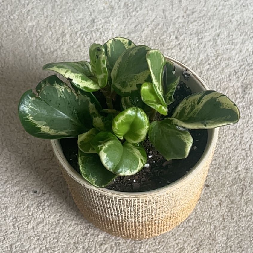Luna | A plant by @HotshotBlackpea on Greg