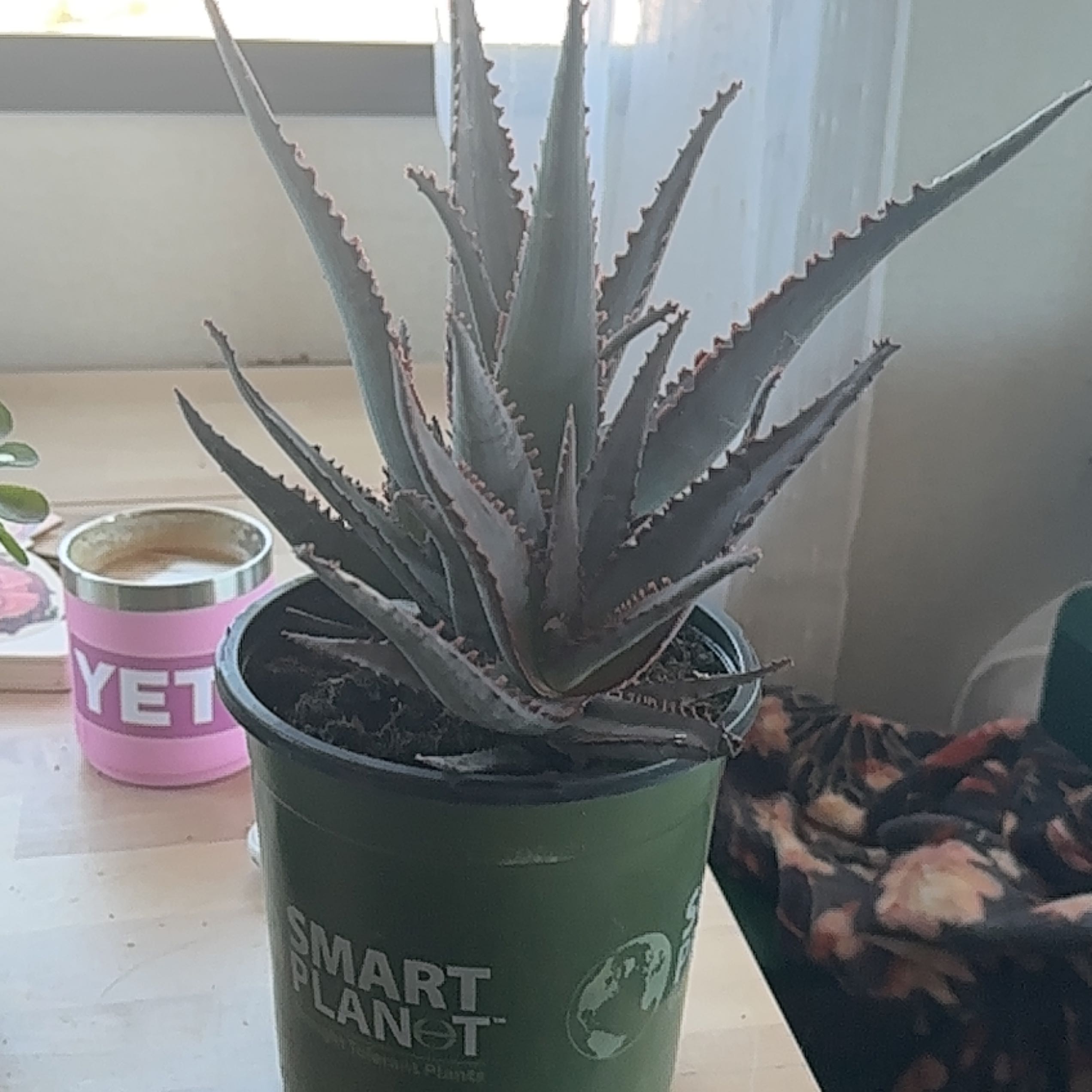 Aloe divaricata 'Diablo' Plant Care: Water, Light, Nutrients | Greg App 🌱