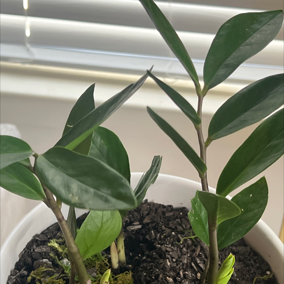 Kylie | A plant by @HeroBurlemarx on Greg