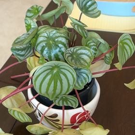 Athena | A plant by @GroovyWolfsbane on Greg