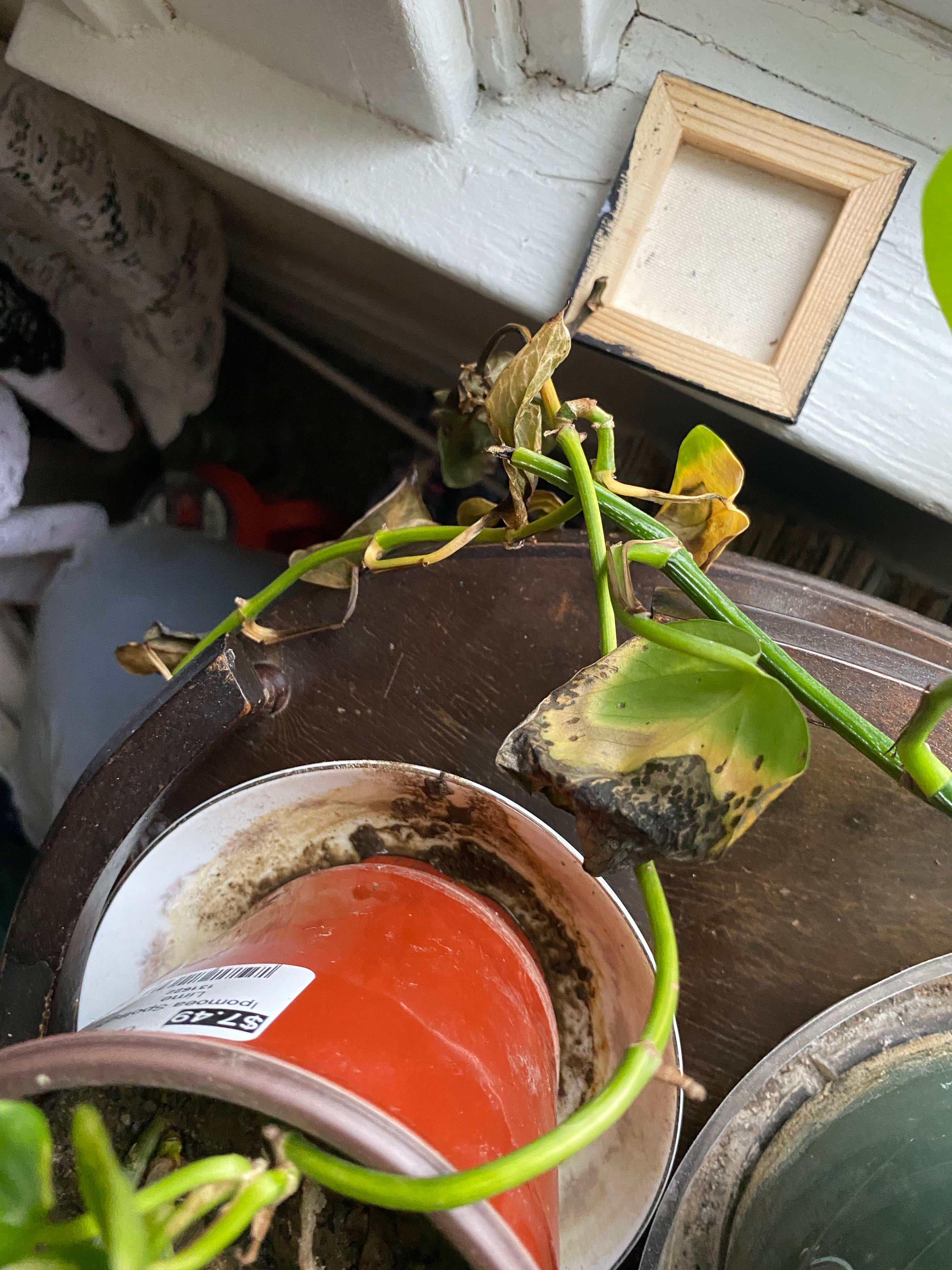 Dead looking area on stem