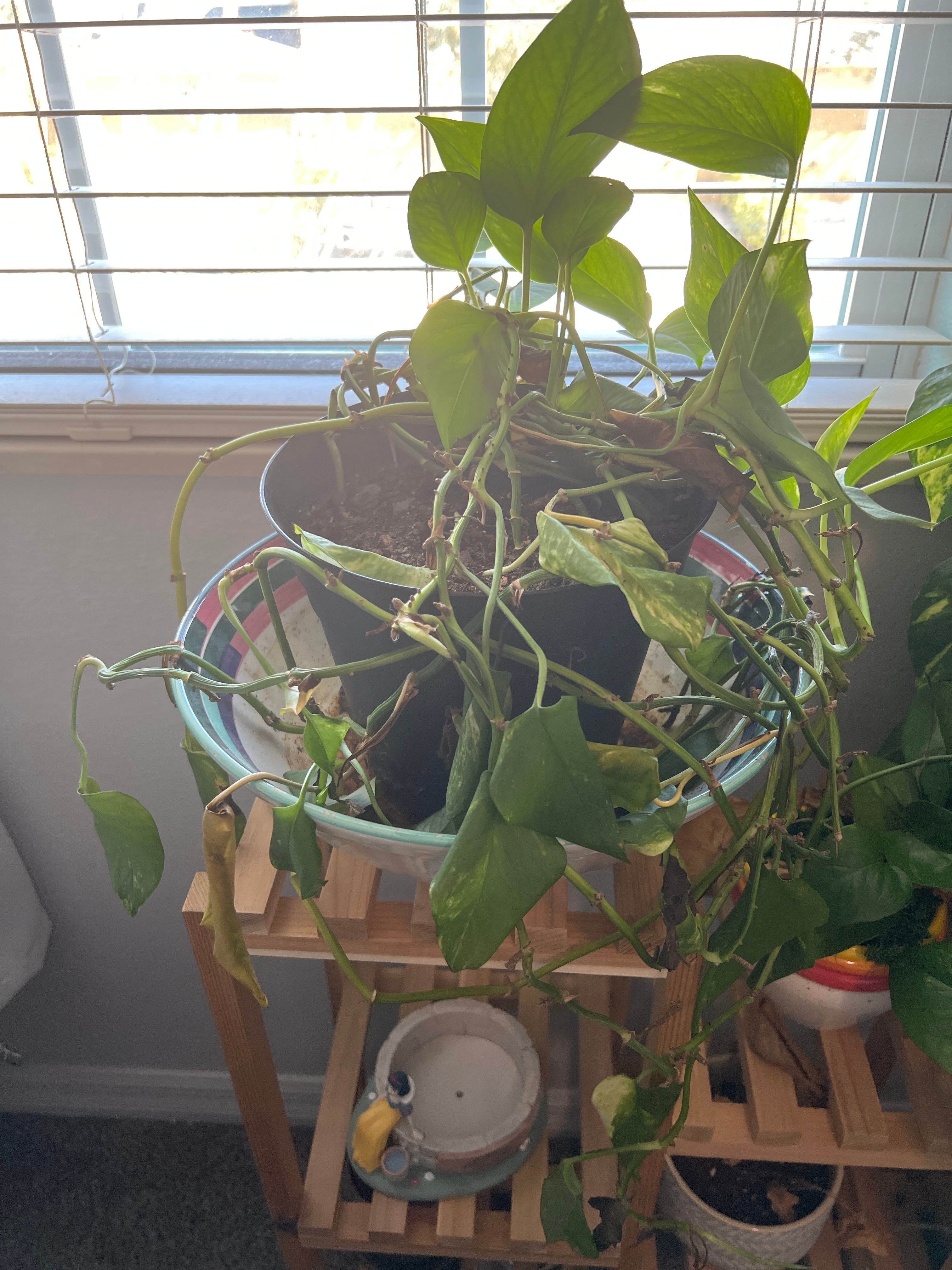 🌡 What Is A Good Temperature Range For My Jade Pothos?