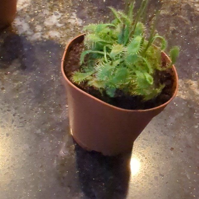 Huckleberry Fern | A plant by @YokeTreeonion on Greg
