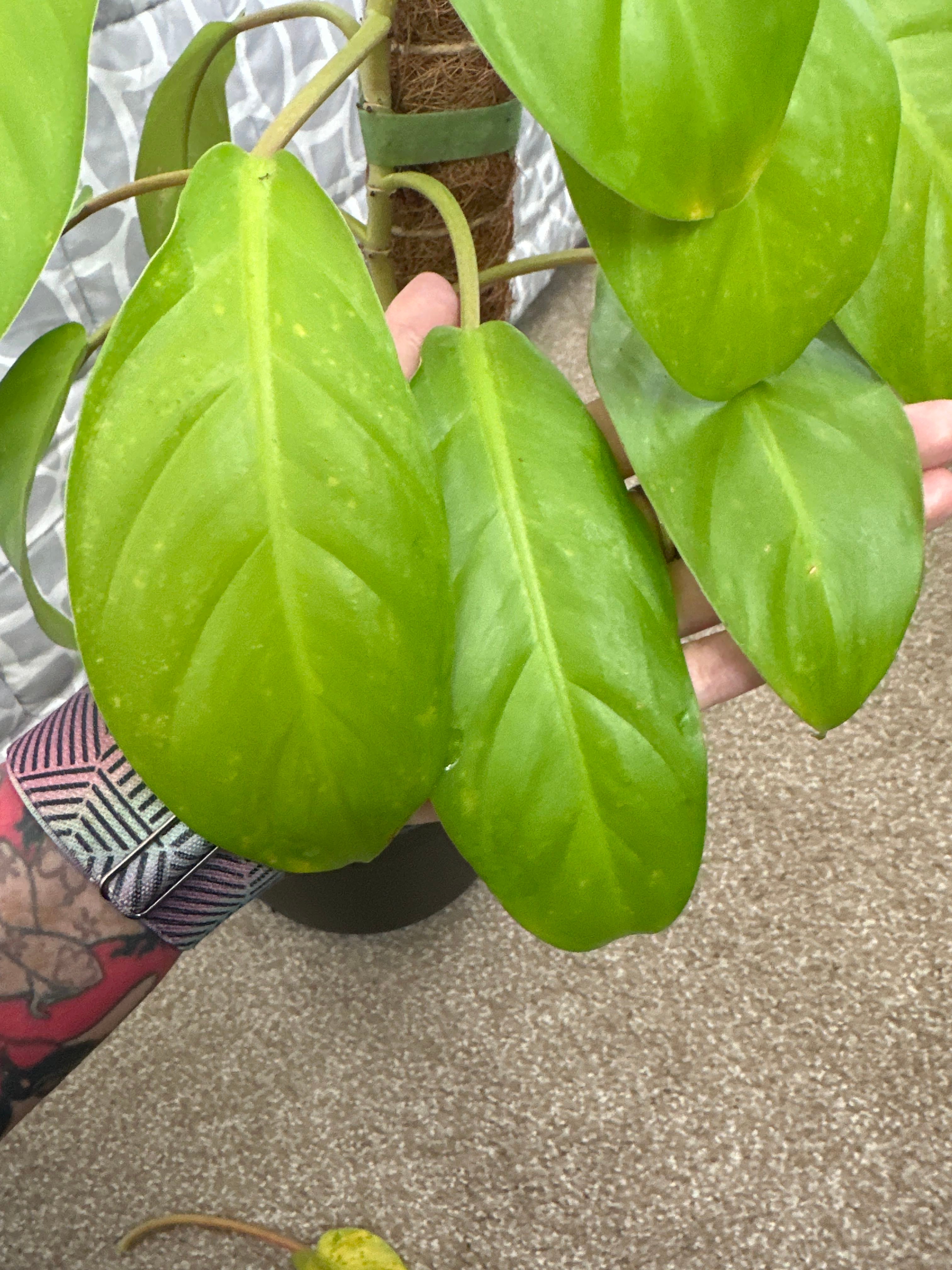 The Complete Rudolph Philodendron Plant Care Guide: Water, Light & Beyond