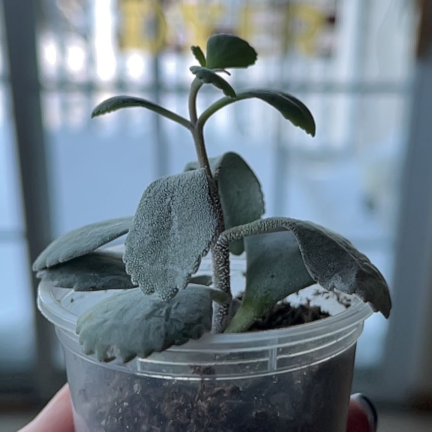 Captain Plant-it | A plant by @HumblePinetree on Greg