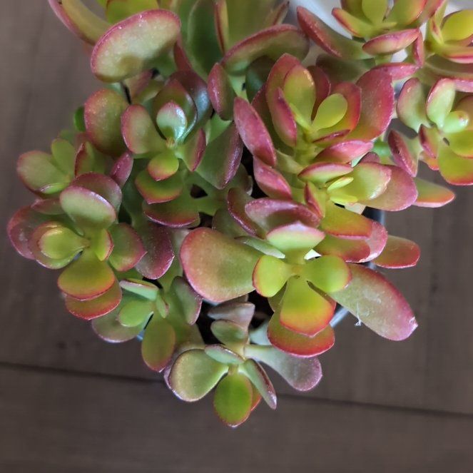 The Complete Miniature Jade Plant Plant Care Guide: Water, Light & Beyond