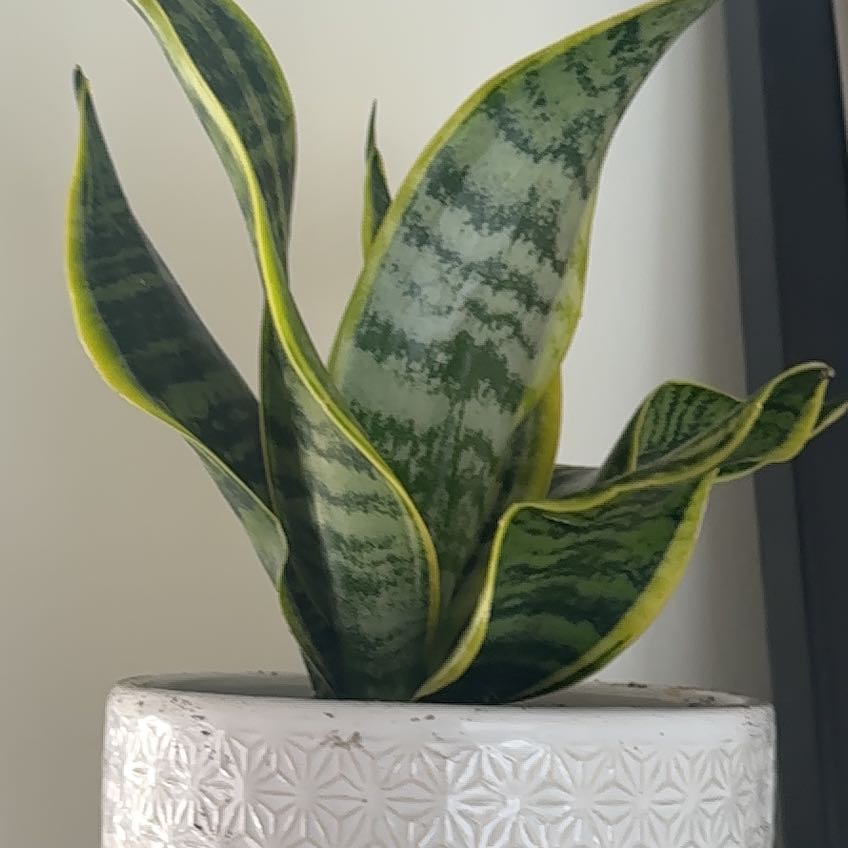 Achilles | A plant by @AlivePalafoxia on Greg
