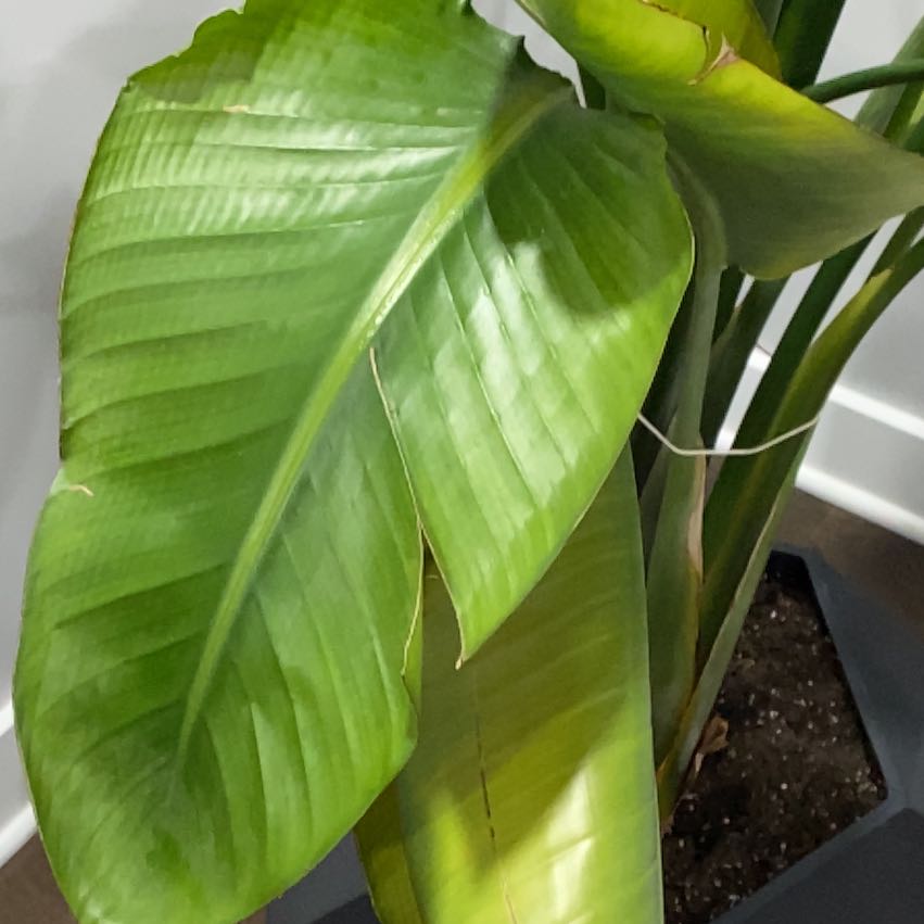 Drake | A plant by @IdolJubileeivy on Greg