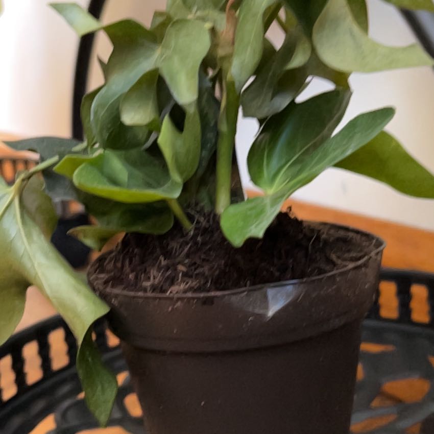 Hemingway | A plant by @NewRedspinach on Greg