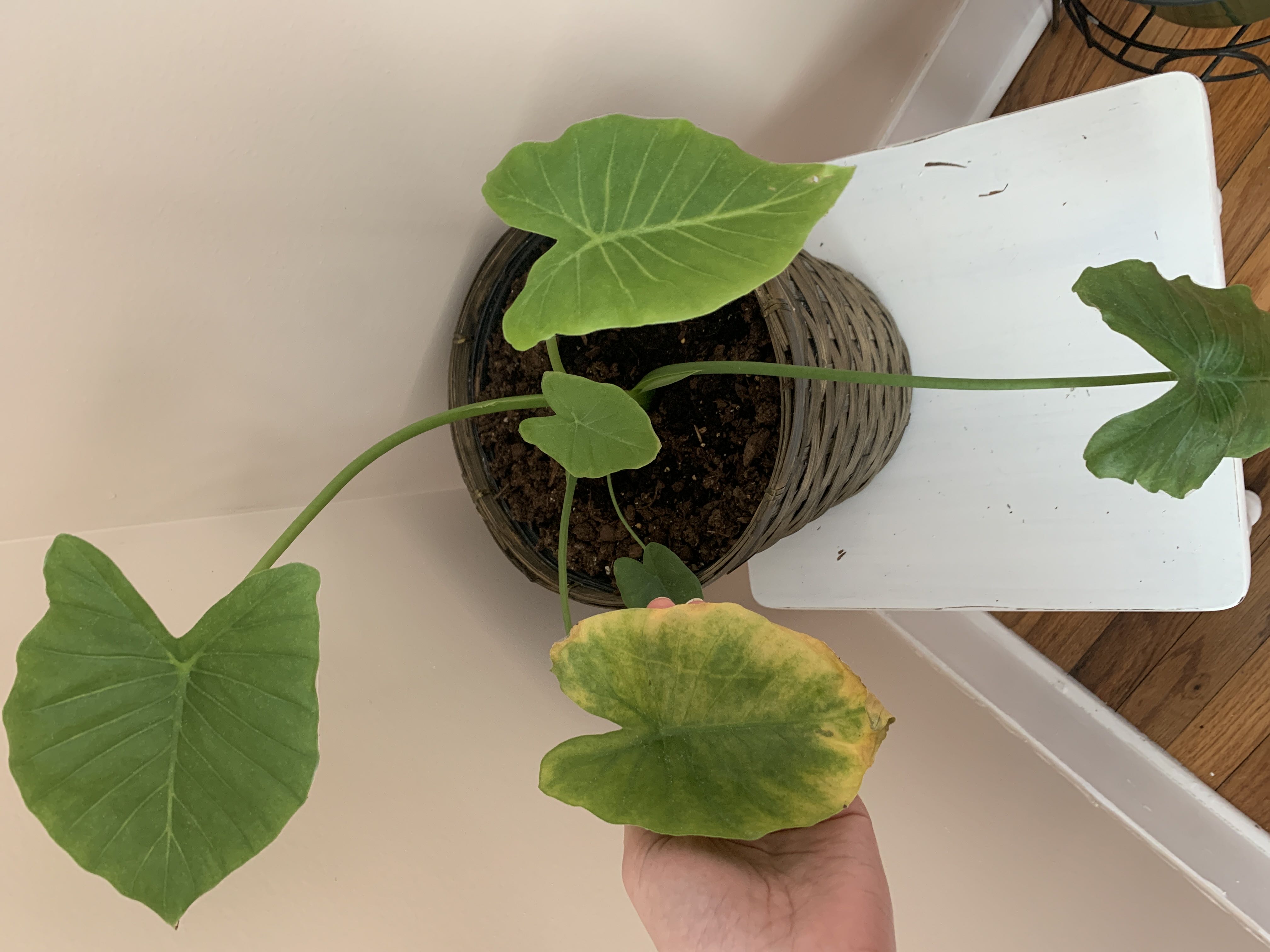 Elephant Ear Bikini-Tini Plant Care: Water, Light, Nutrients | Greg App 🌱