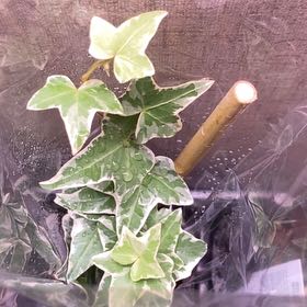 Athena | A plant by @BlessedSwampbay on Greg