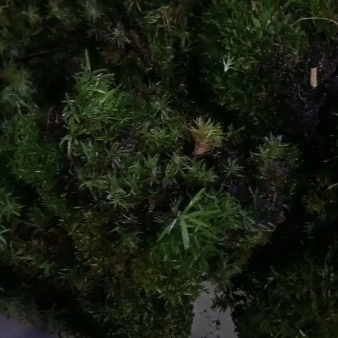 Common Smoothcap Moss: How Much Water & Light Does it Need to Thrive?