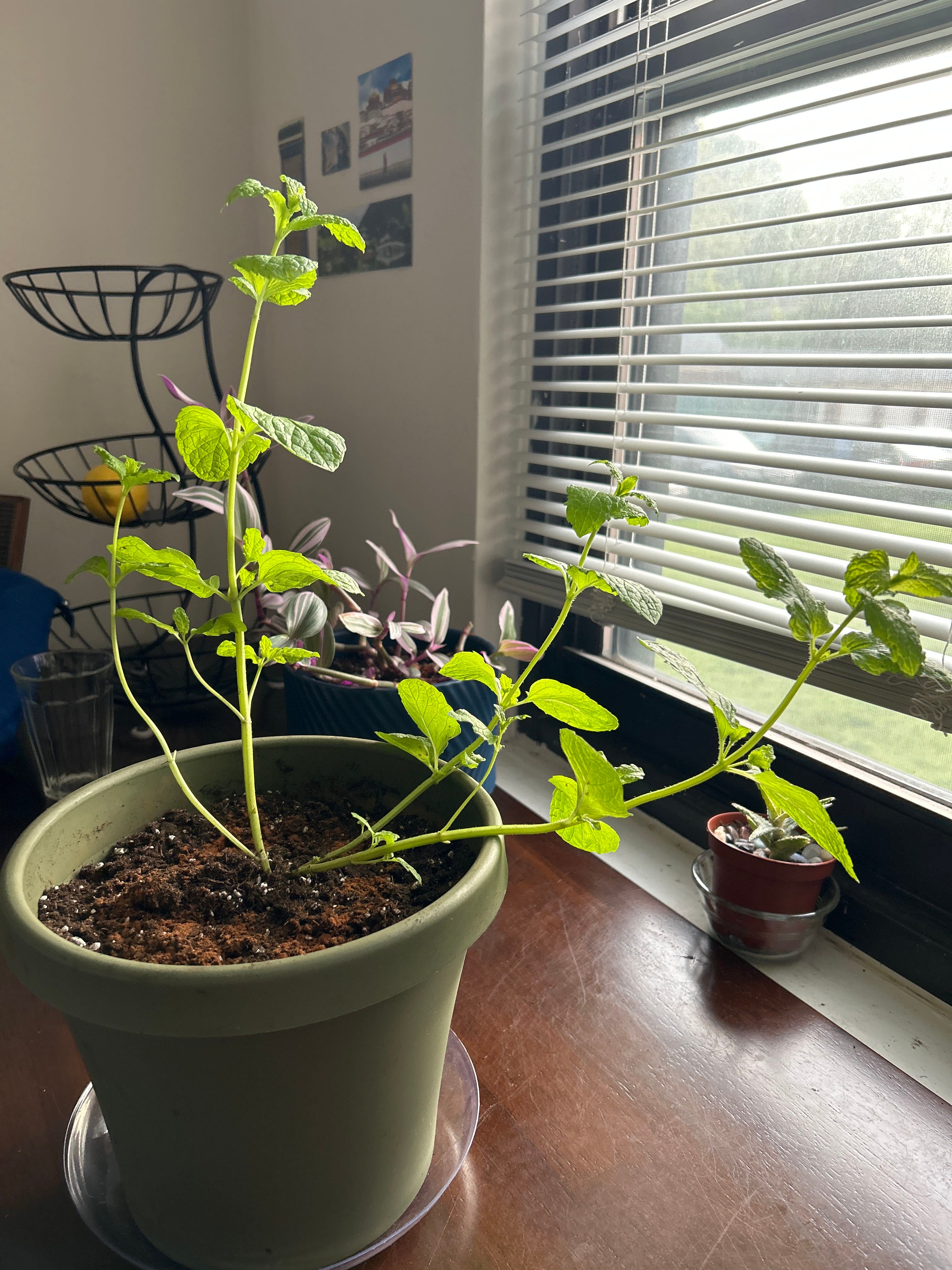 🍏 10 Benefits of Having a Apple Mint