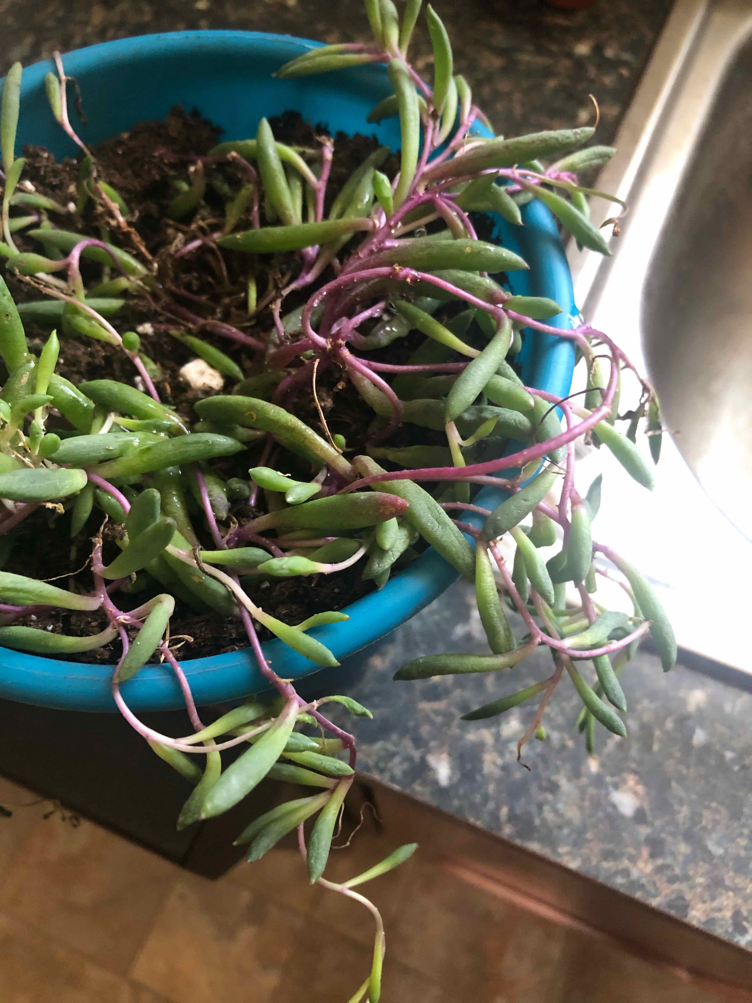 Soil Recommendations for Shoreline Sea Purslane