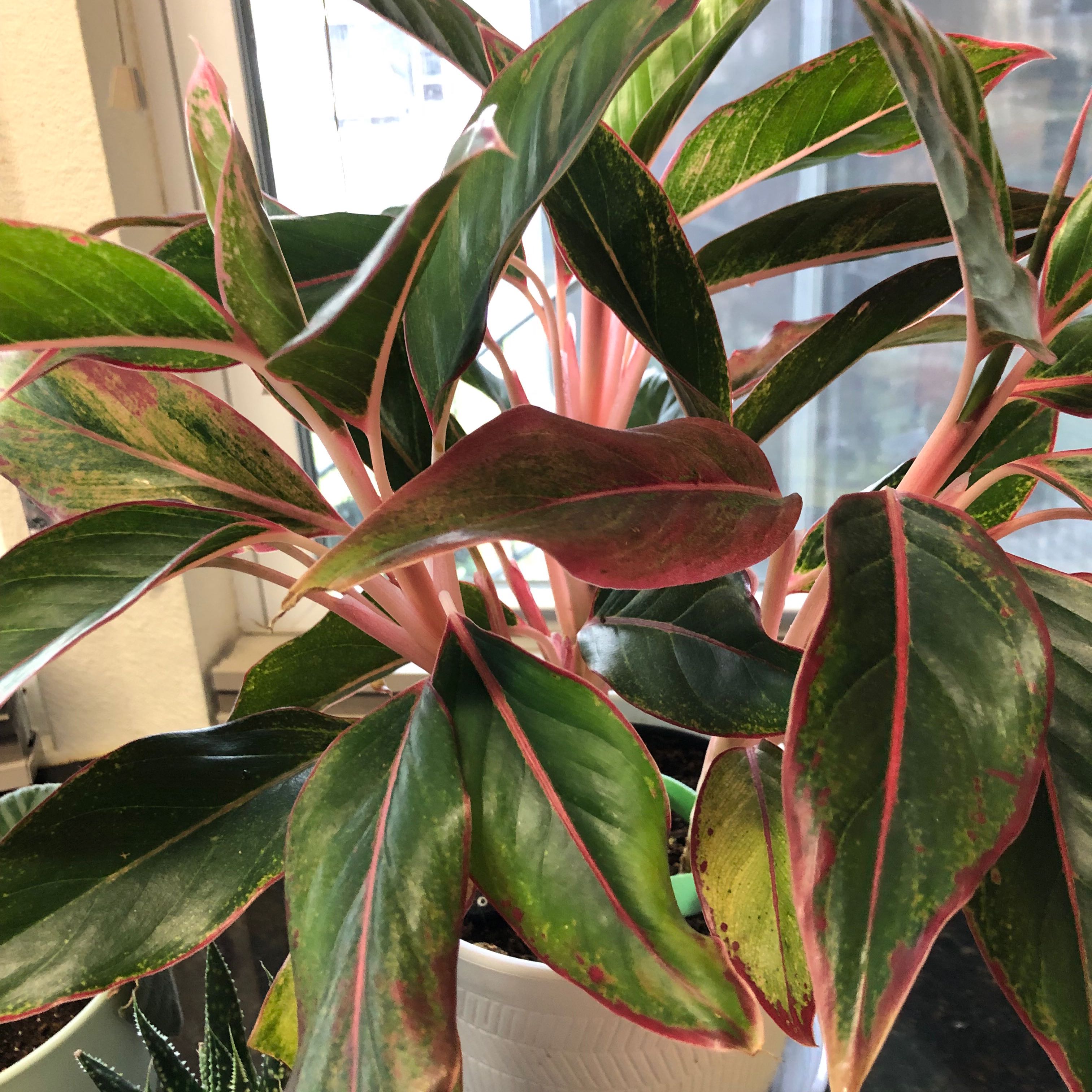 Rainier | A plant by @SocialTauhinu on Greg