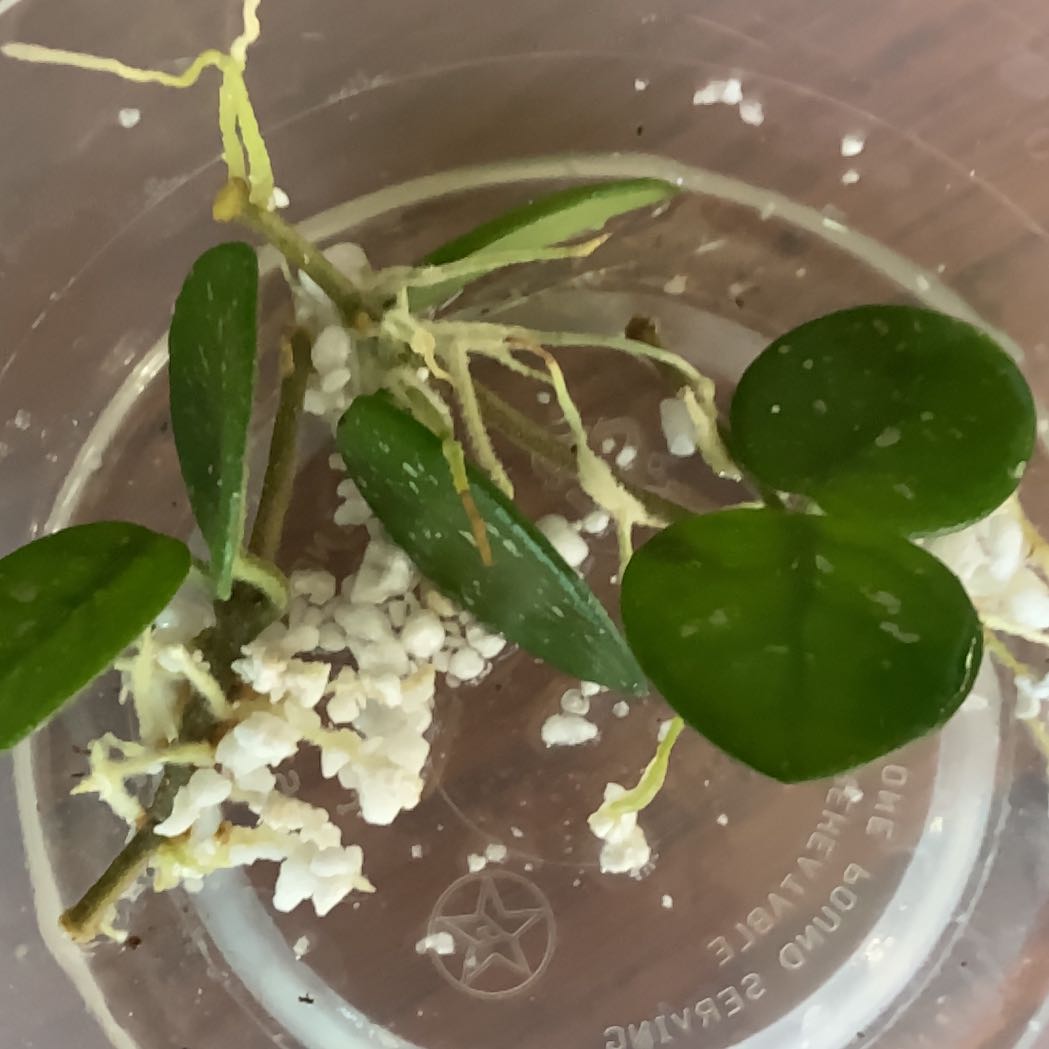 Hoya 'Mathilde Splash' Plant Care: Water, Light, Nutrients | Greg App 🌱