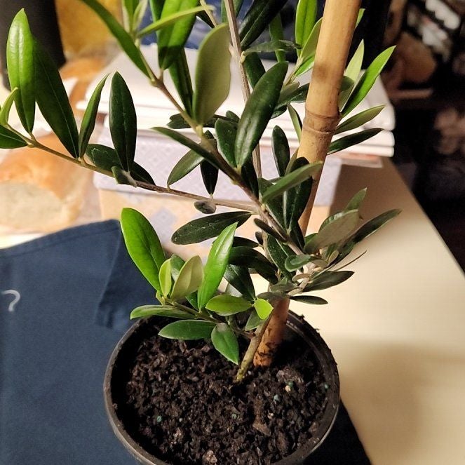 Tree Diddy | A plant by @DaintyKahikatea on Greg