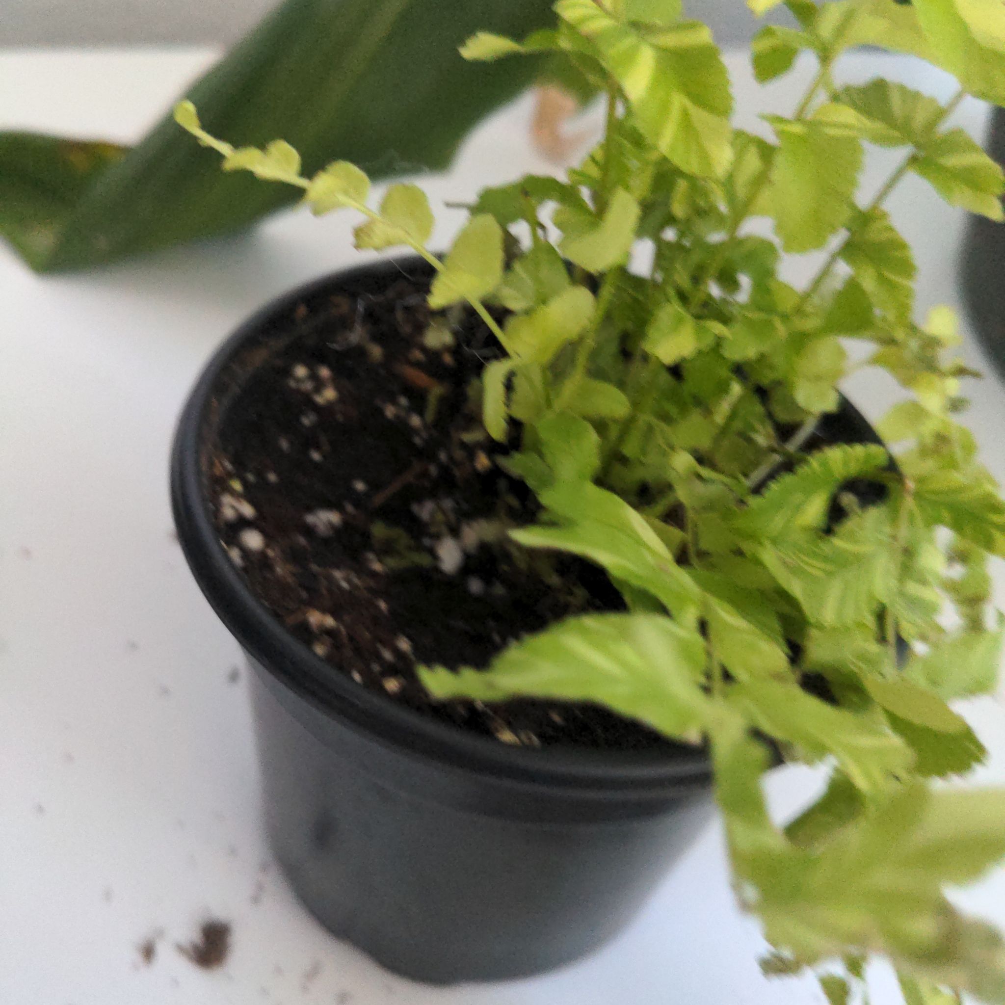 Emerson | A plant by @edolnx on Greg