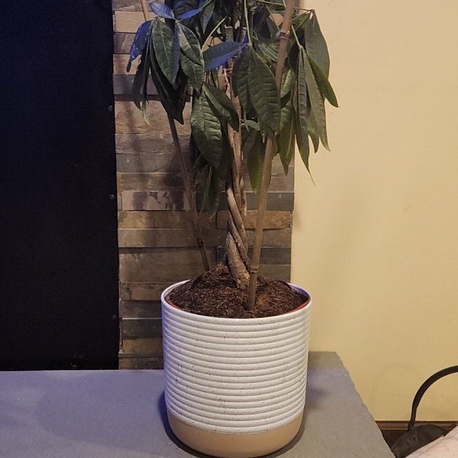 Benjamin | A plant by @SnazzyKapoktree on Greg