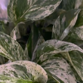 Tree Diddy | A plant by @PowerfulChamise on Greg