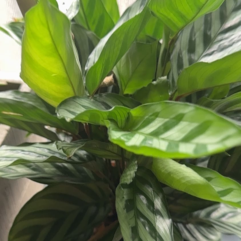 Achilles | A plant by @HardyKiekie on Greg