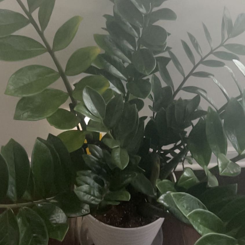 Gregarious | A plant by @RuggedLacealoe on Greg