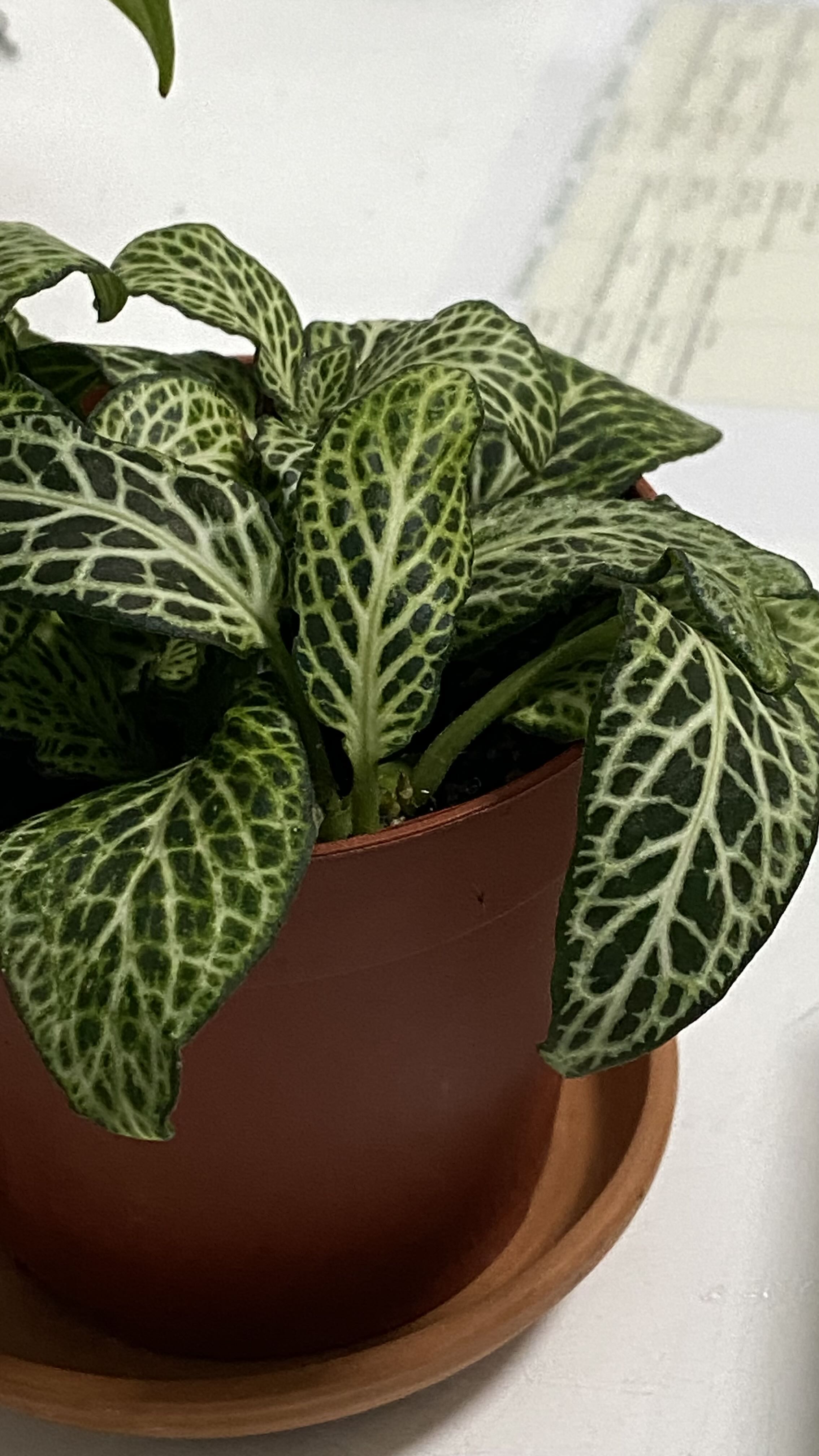 My nerve plant is getting droopy