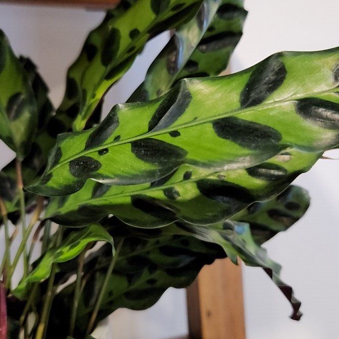 Hiss | A plant by @SocialGuavatree on Greg