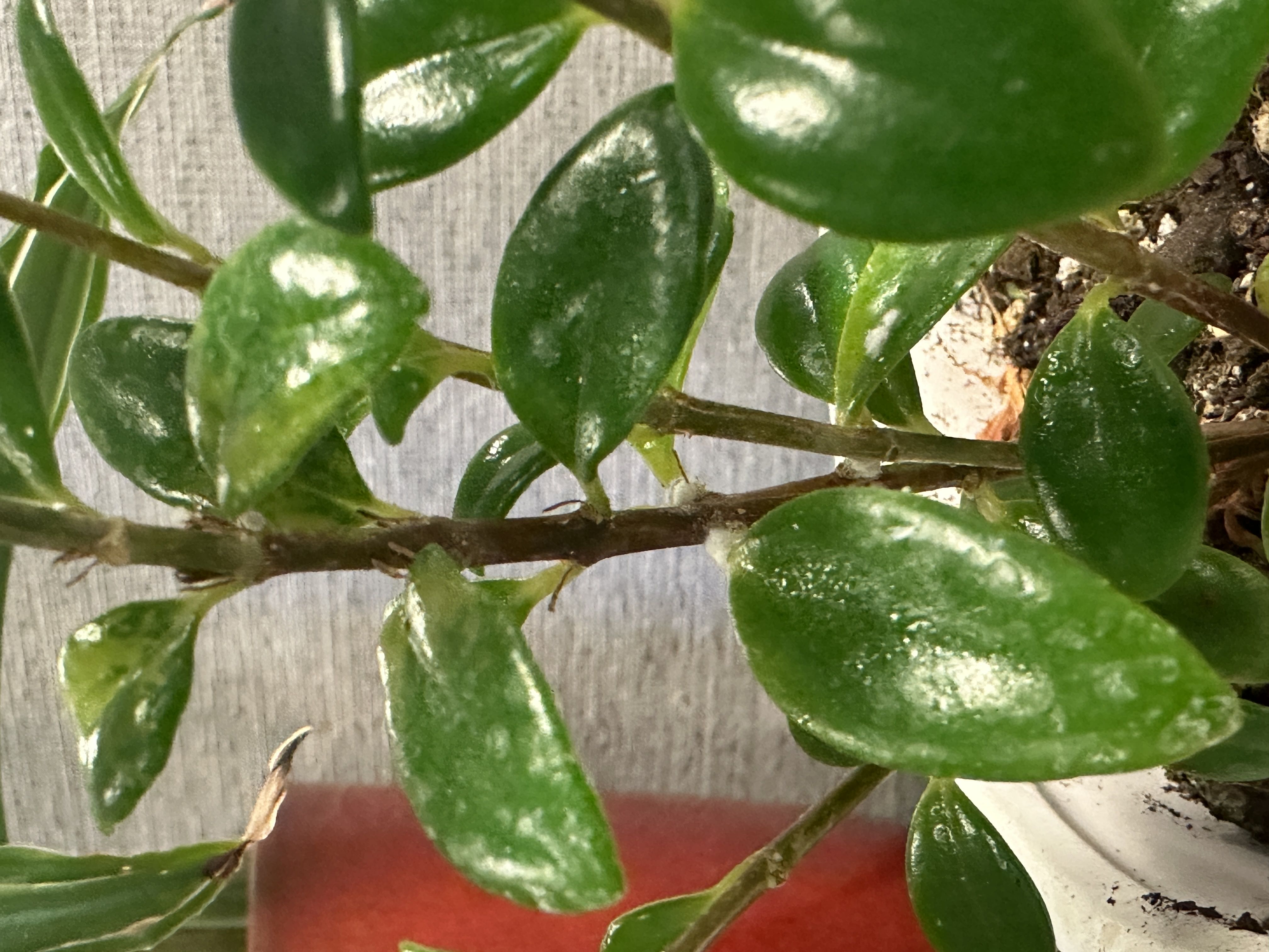🐠 Propagating Your Goldfish Plant: Step-by-step Guide