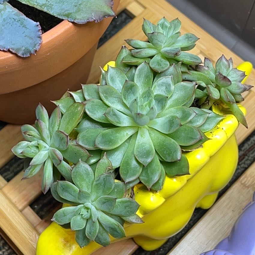 Spike | A plant by @TunefulTukauki on Greg