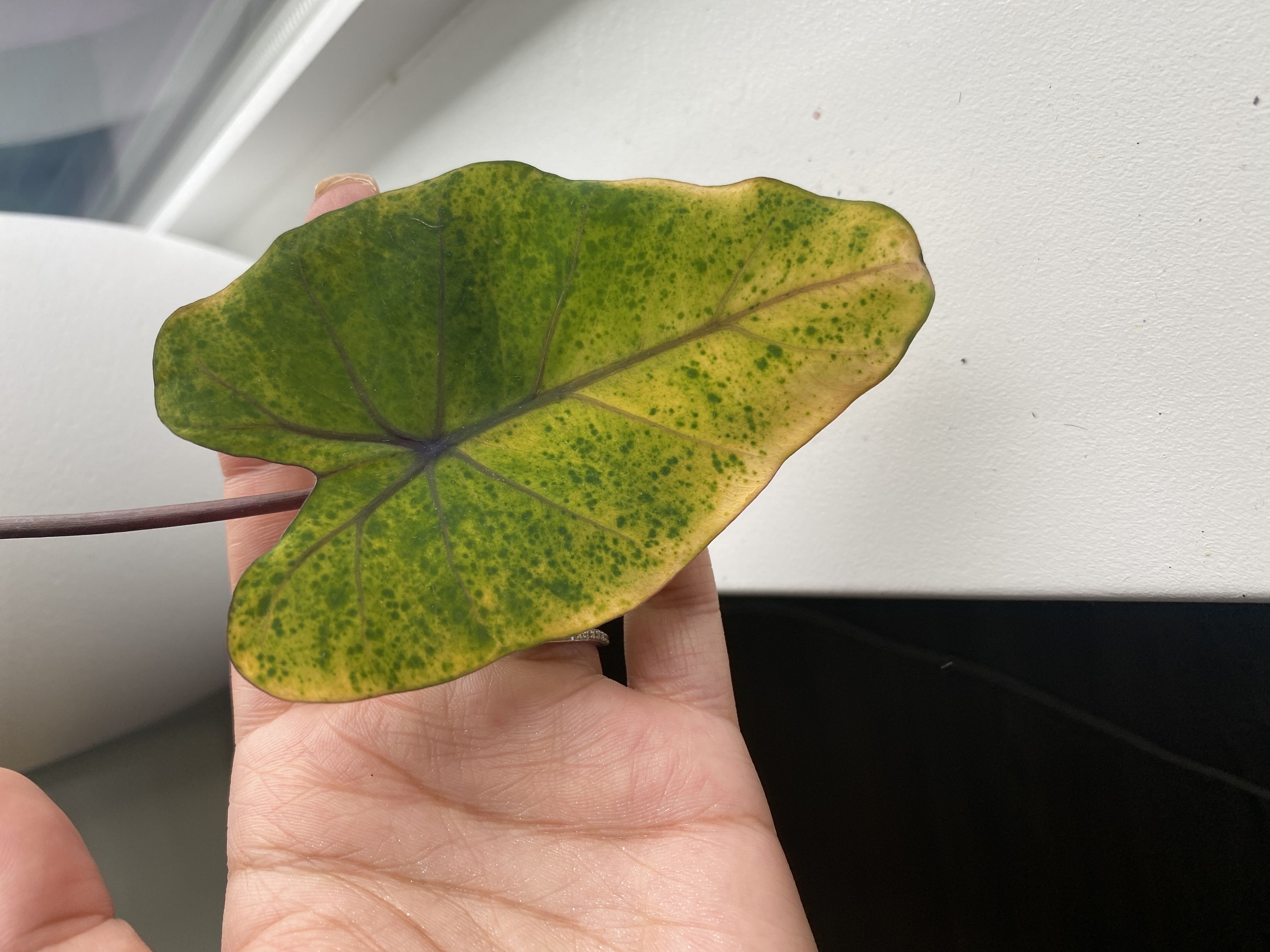 Elephant Ear Bikini-Tini Plant Care: Water, Light, Nutrients | Greg App 🌱