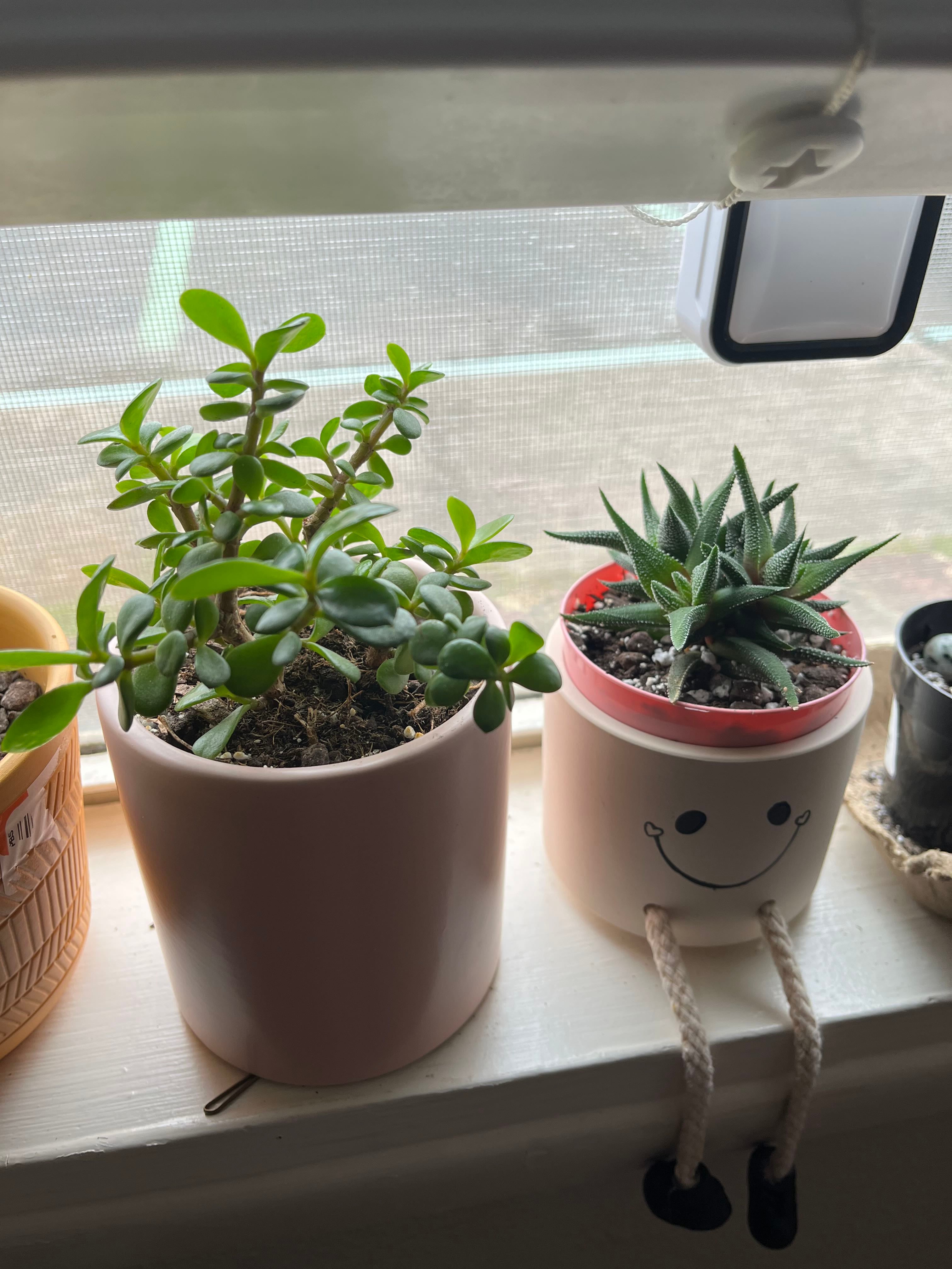 Calico Kitten Plant Care: Water, Light, Nutrients | Greg App 🌱