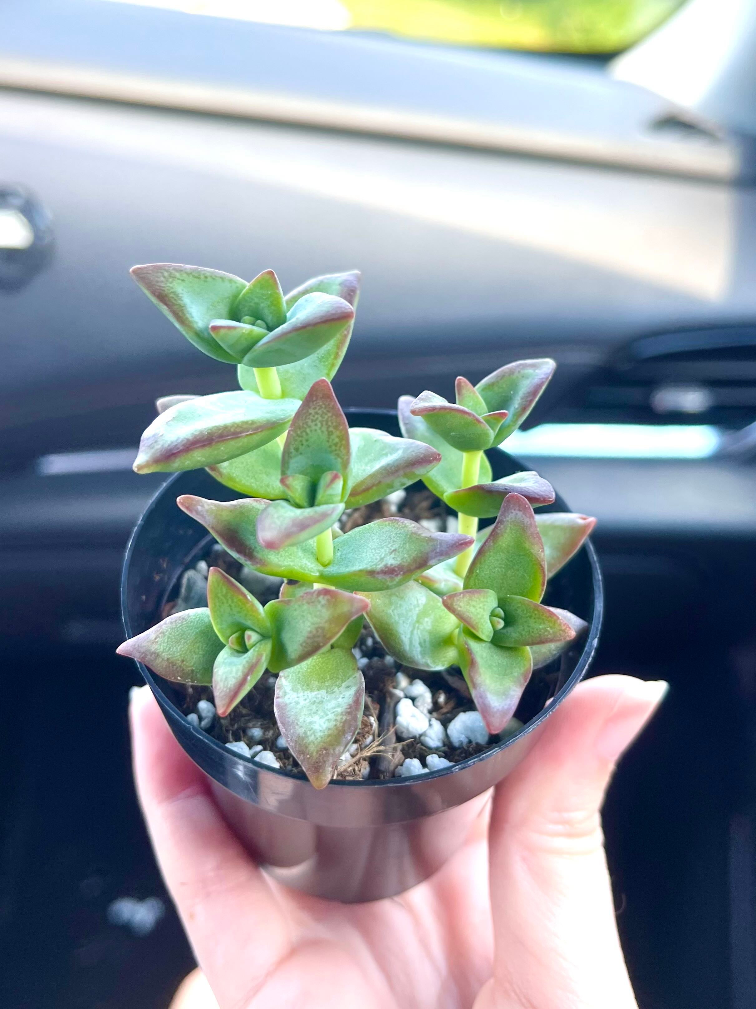 A new babe for the collection 🥰 Crassula Conjuncta (also ...