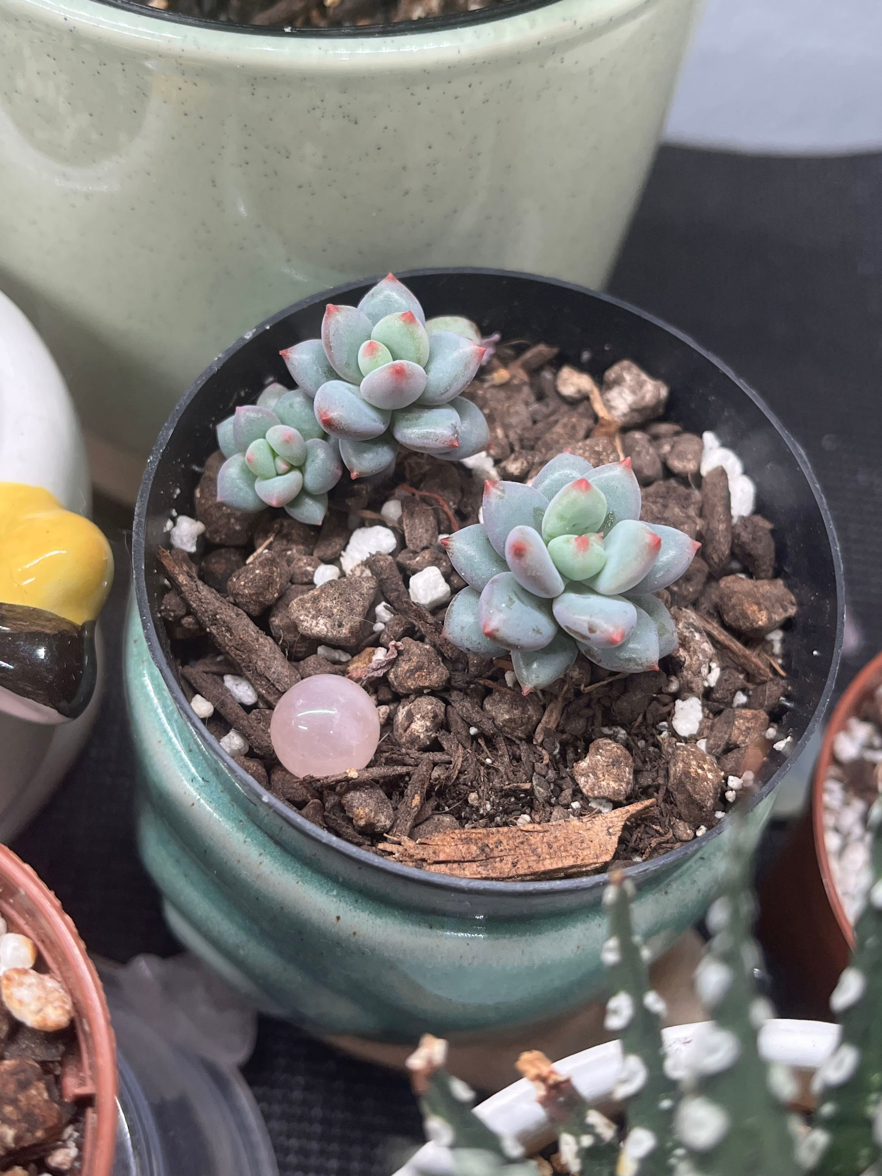 Pachyveria 'Blue Jasper' Plant Care: Water, Light, Nutrients | Greg App 🌱