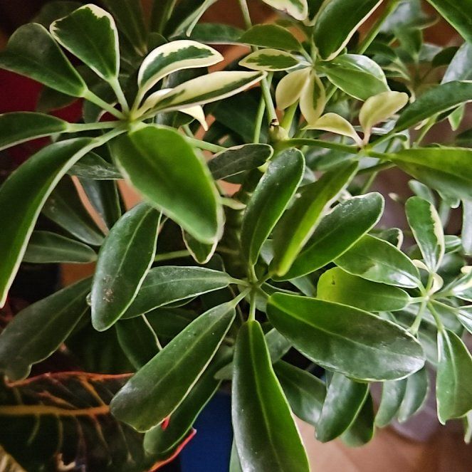 Moondrop Dwarf Umberlla Tree Plant Care: Water, Light, Nutrients | Greg ...