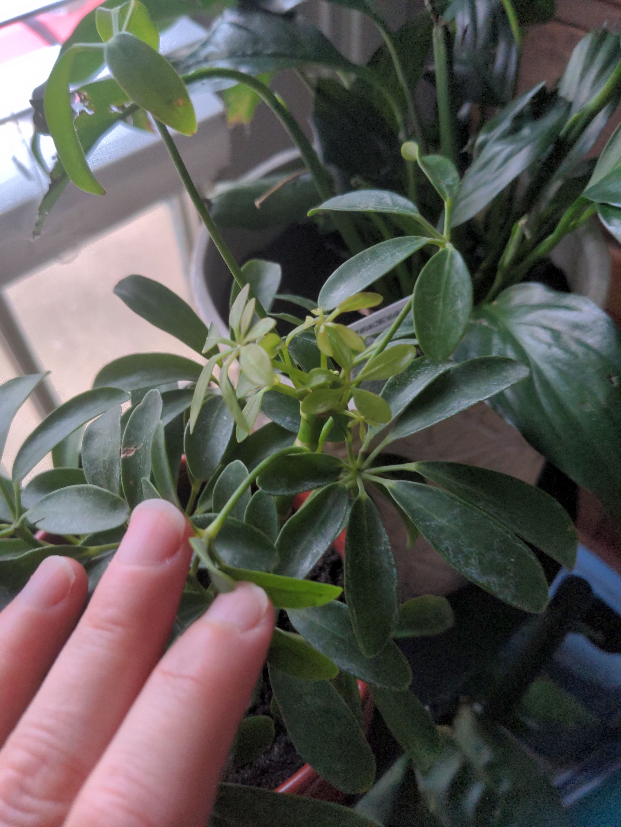 Moondrop Dwarf Umberlla Tree Plant Care: Water, Light, Nutrients | Greg ...