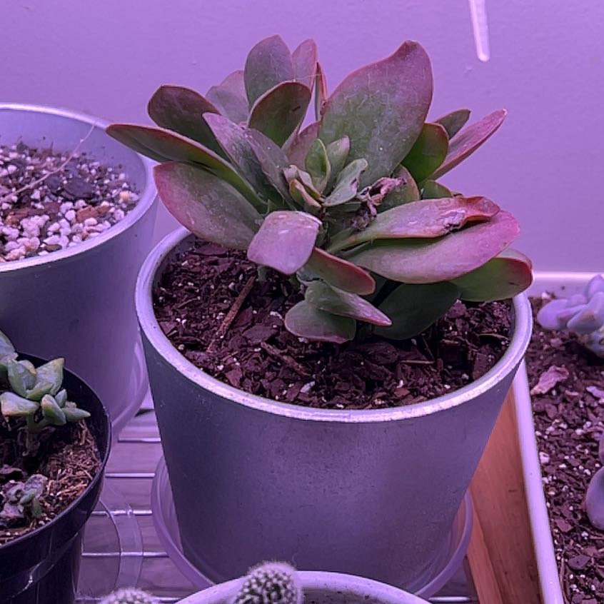 🔥 How to Get a Dragonfire Kalanchoe to Bloom