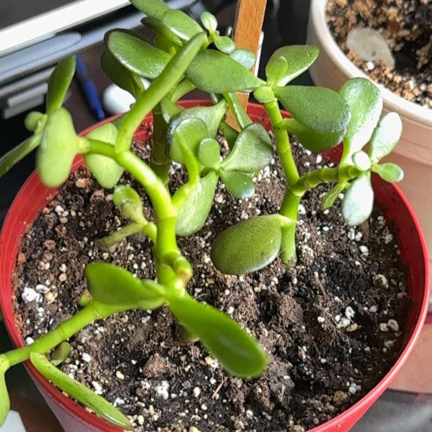 Nemo | A plant by @CentralHarebell on Greg