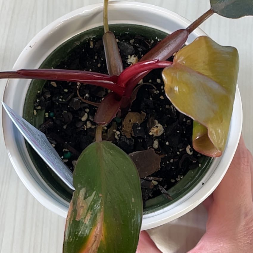 Why Are My Pink Princess Philodendron Leaves Turning Yellow? 🍂