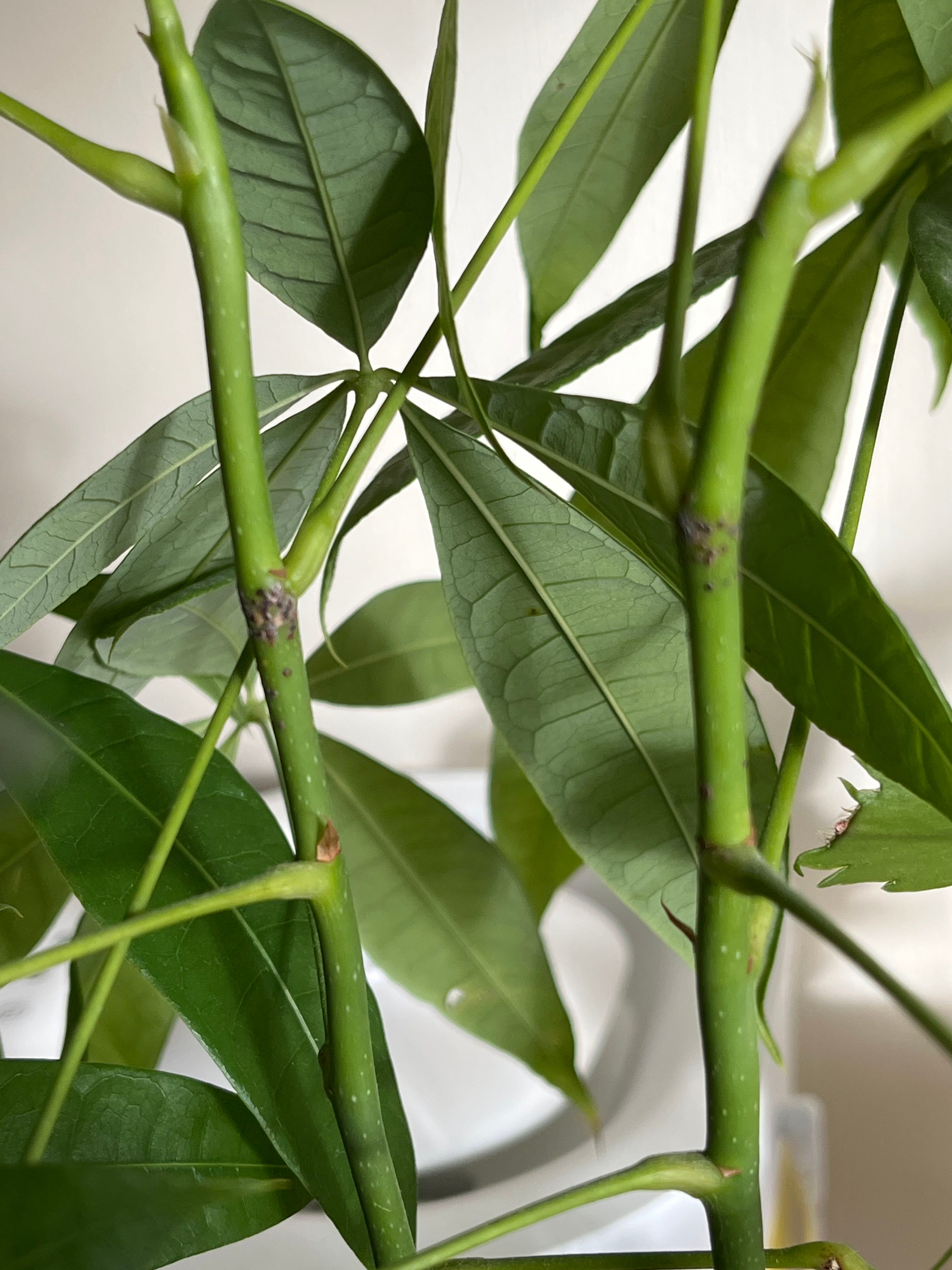 Money tree black spots