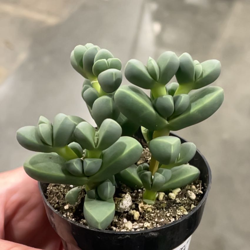 💧 How Much Humidity Does My Beads Lampranthus Need?