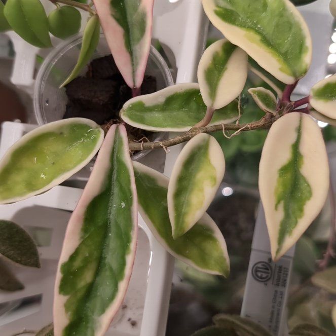 The Complete Hoya Suzie Q Plant Care Guide: Water, Light & Beyond