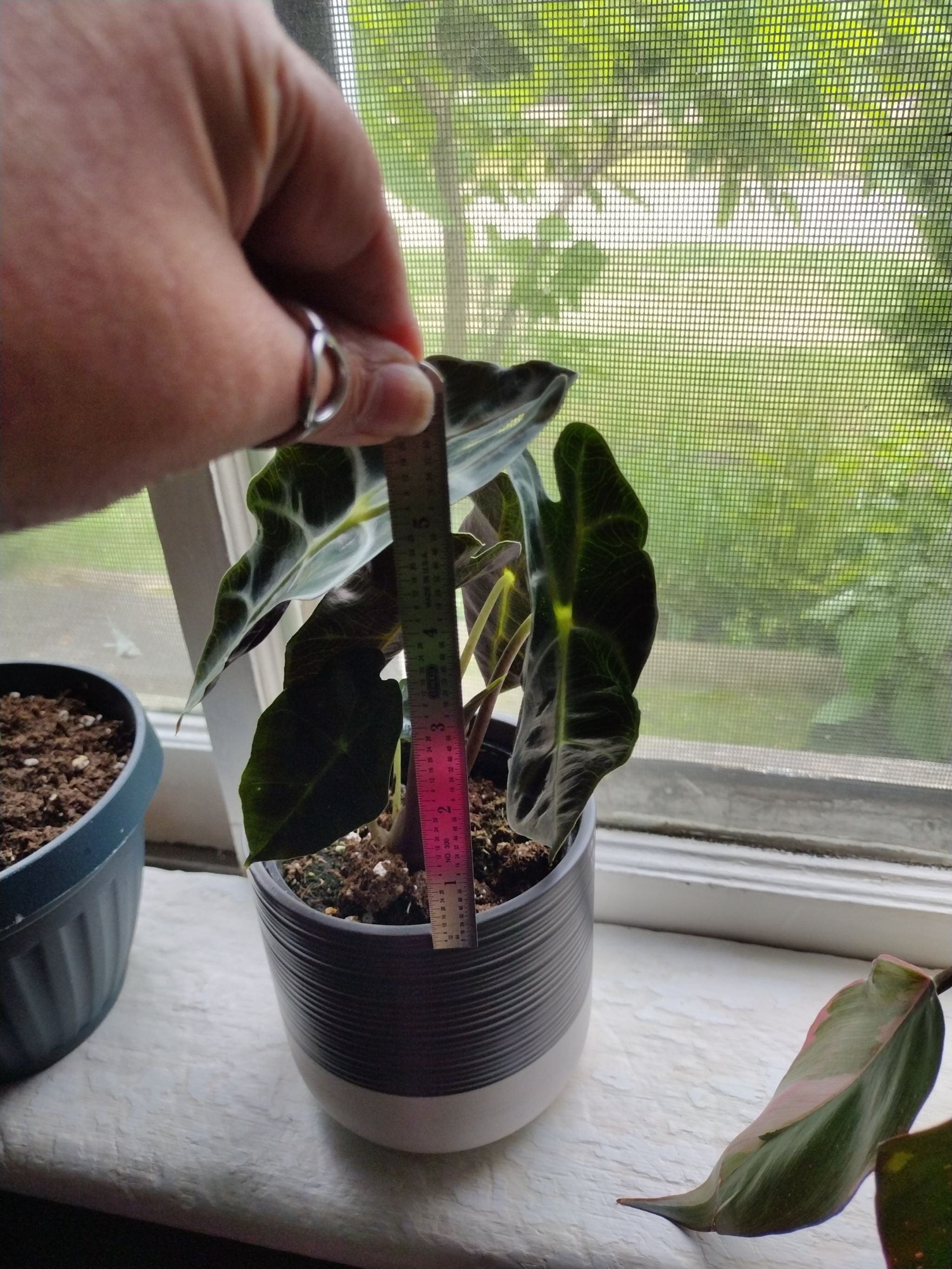 The Complete Alocasia Polly Plant Plant Care Guide: Water, Light & Beyond