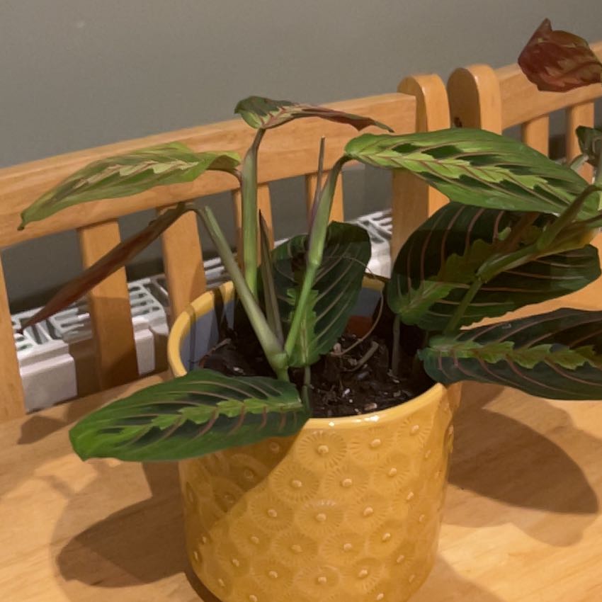 Pablo | A plant by @FieryRhipsalis on Greg