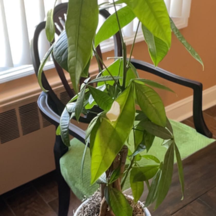 Achilles | A plant by @PrimalDateplum on Greg