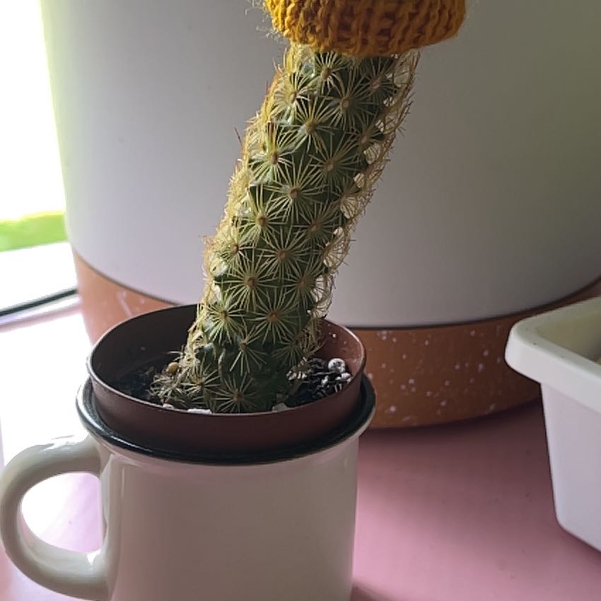 Gregarious | A plant by @MarvelBaytree on Greg