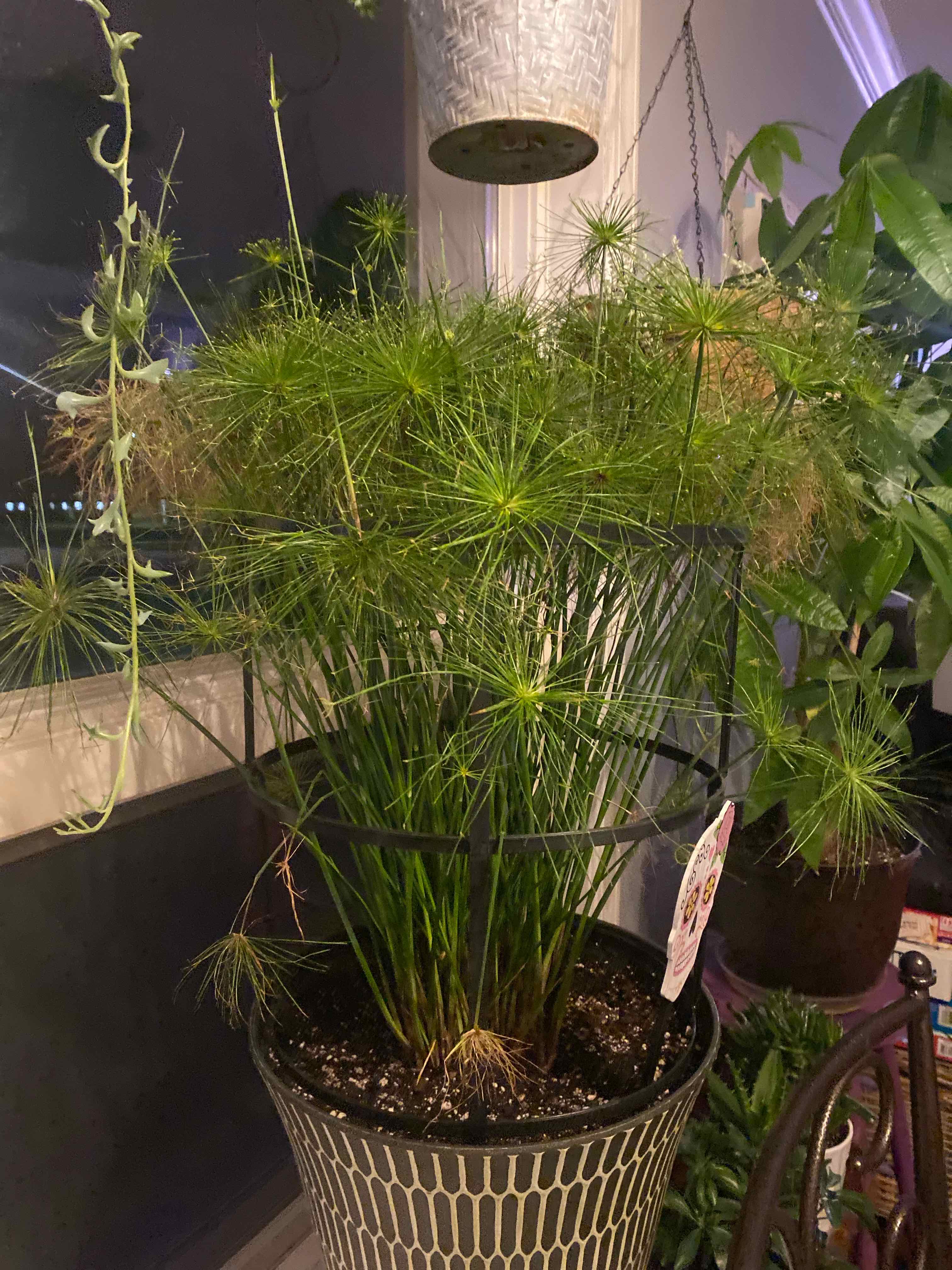 10 Advantages of Having a Papyrus