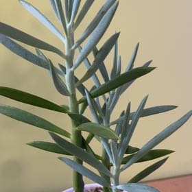 How to Care for Dwarf Clone: Mastering Water, Sunlight & More