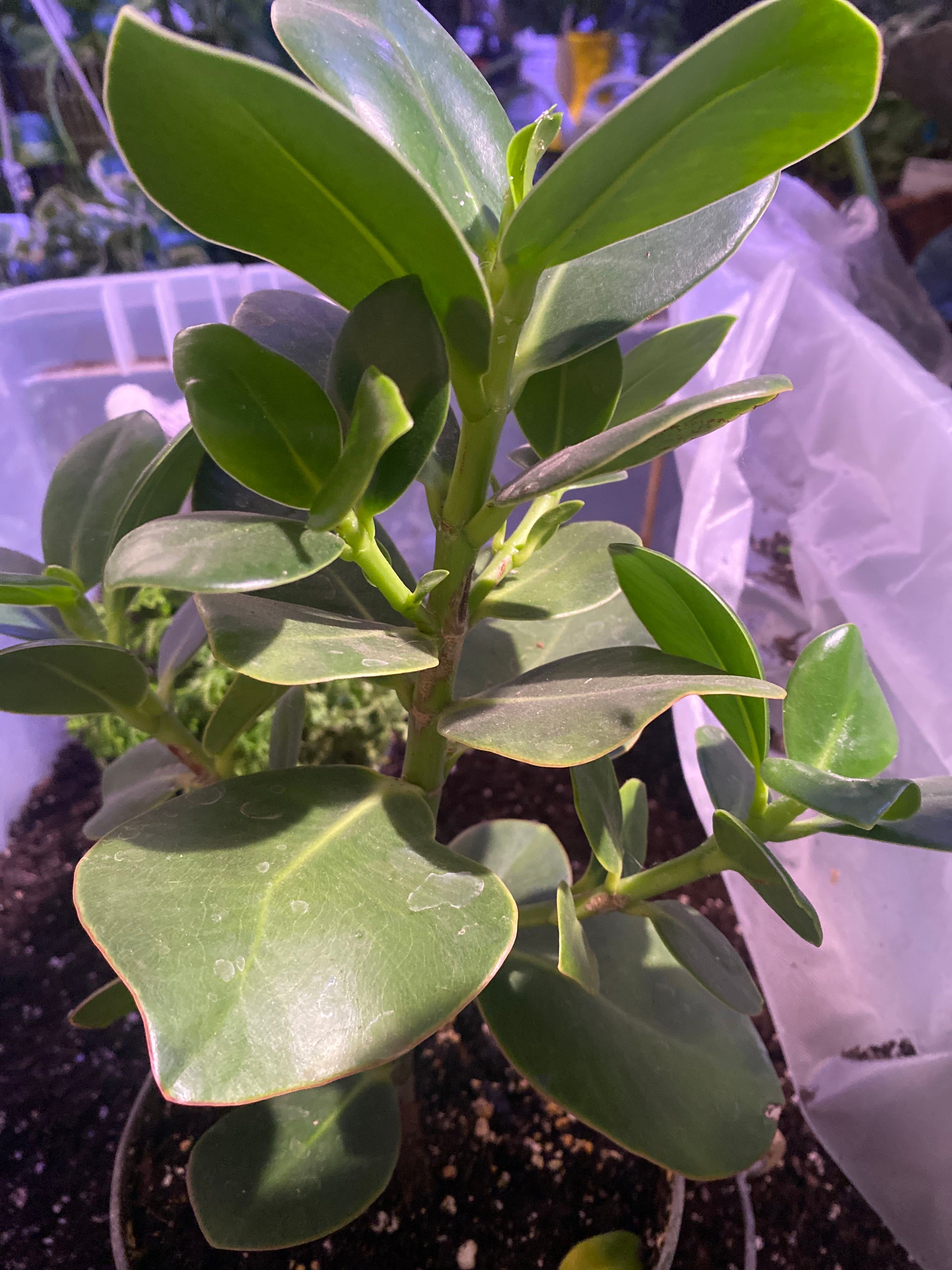Black Spots on My Dwarf Clusia Leaves