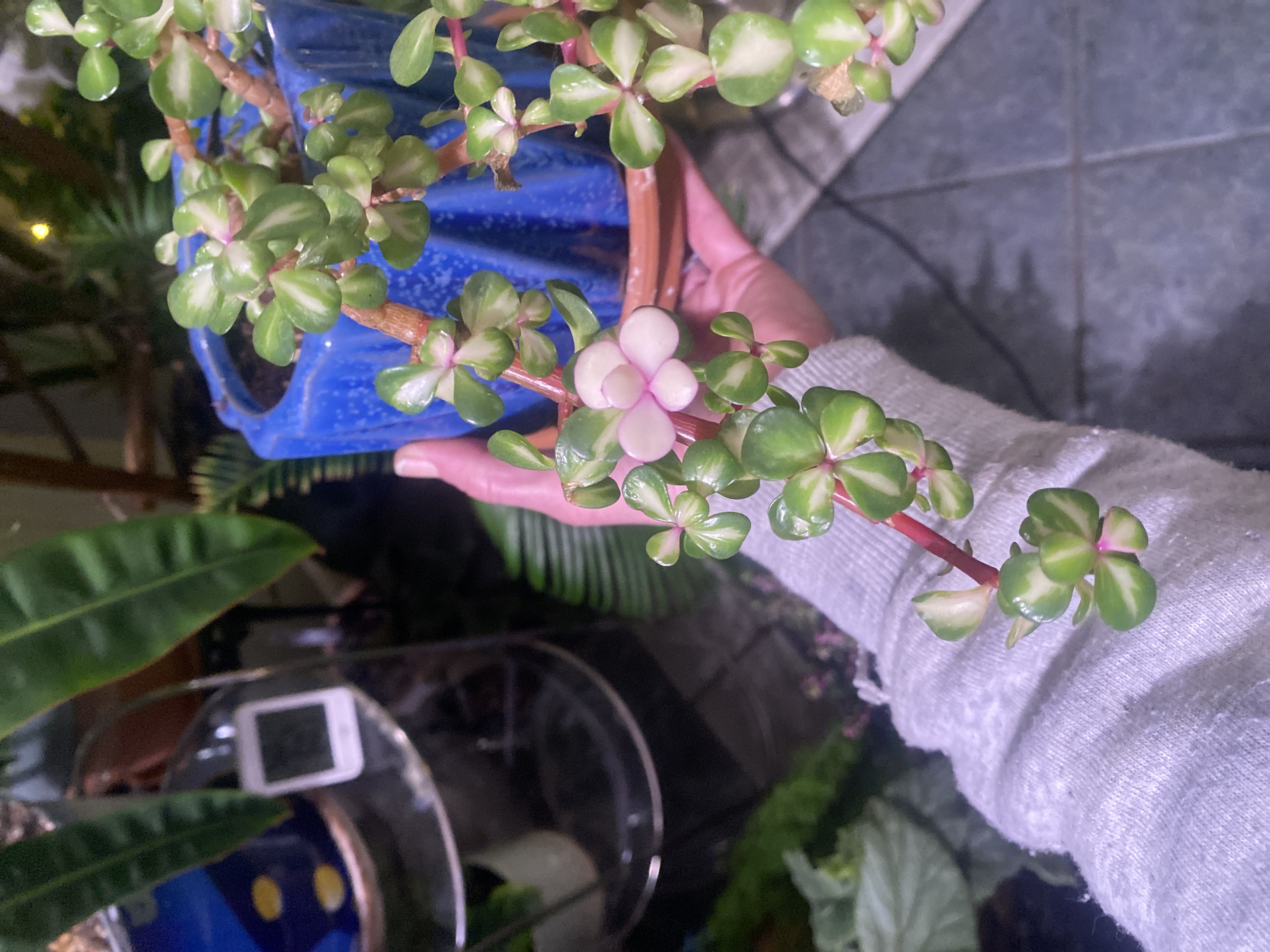 Large Leaf Elephant Bush Plant Care: Water, Light, Nutrients | Greg App 🌱